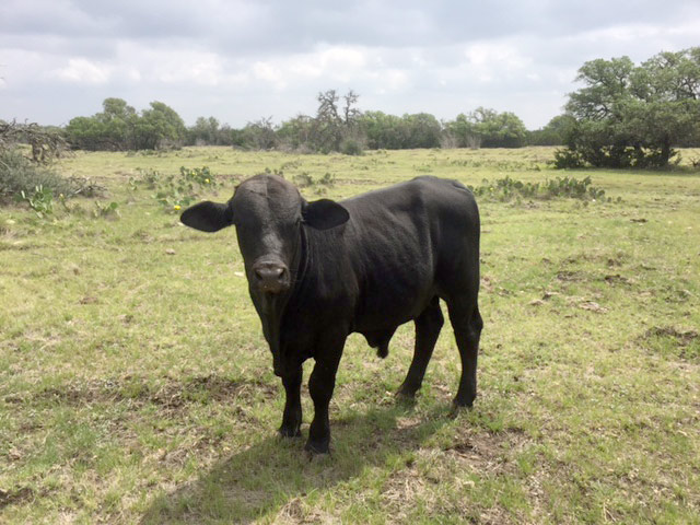 Pure, lean, grass-fed beef from Texas | Cook Land and Cattle